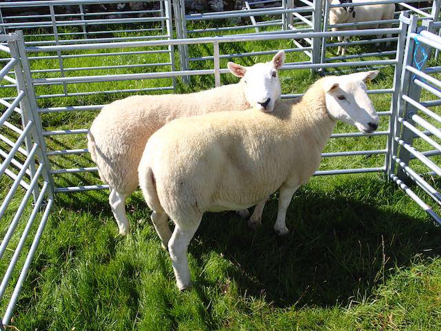 Sheep Competition - Lairg Crofters Show