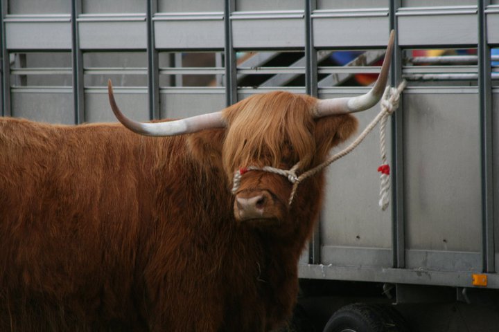 Cattle - Lairg Crofters Show